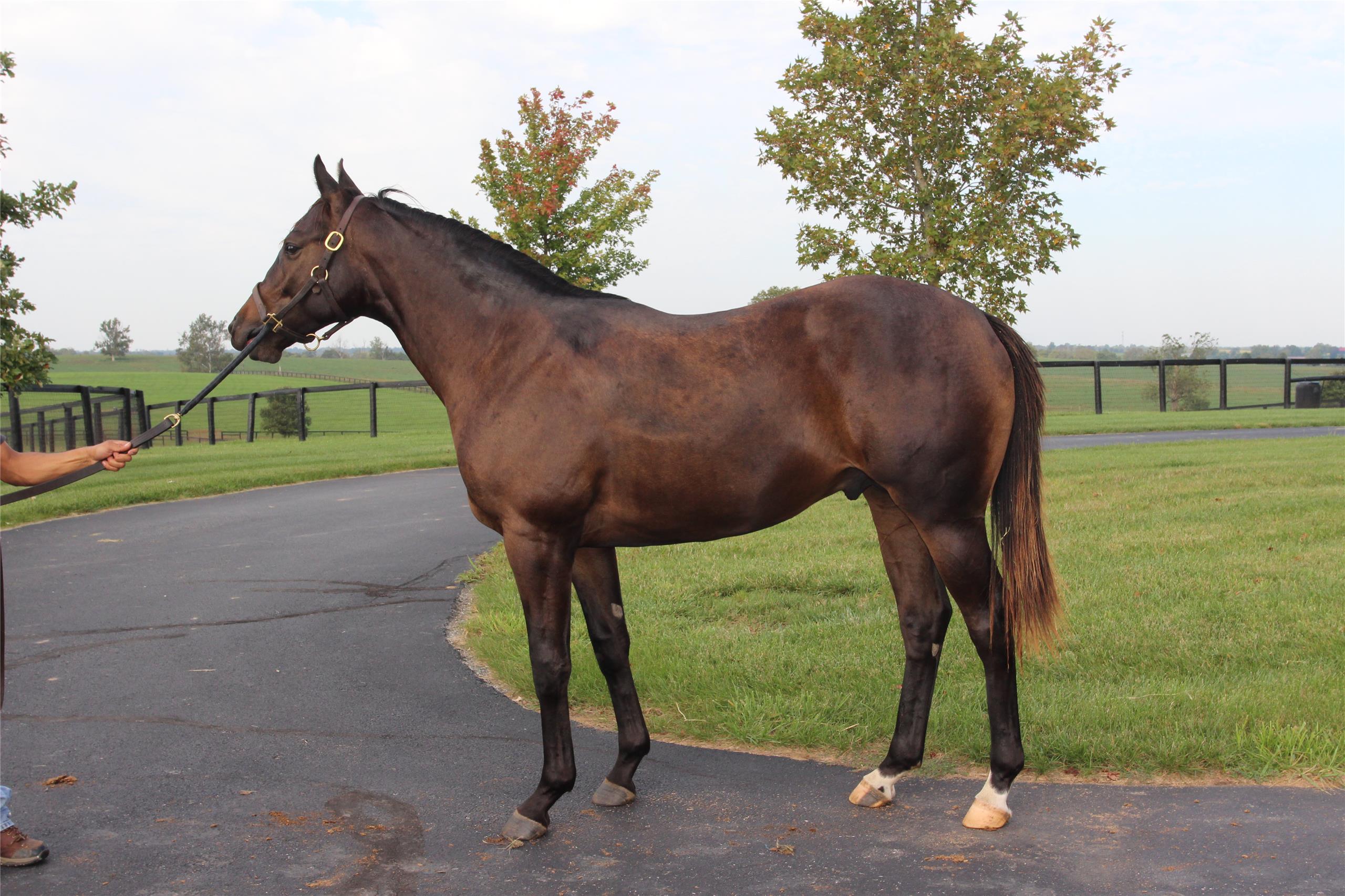 Aztec Legend | Siena Farm of Paris, KentuckySiena Farm of Paris, Kentucky