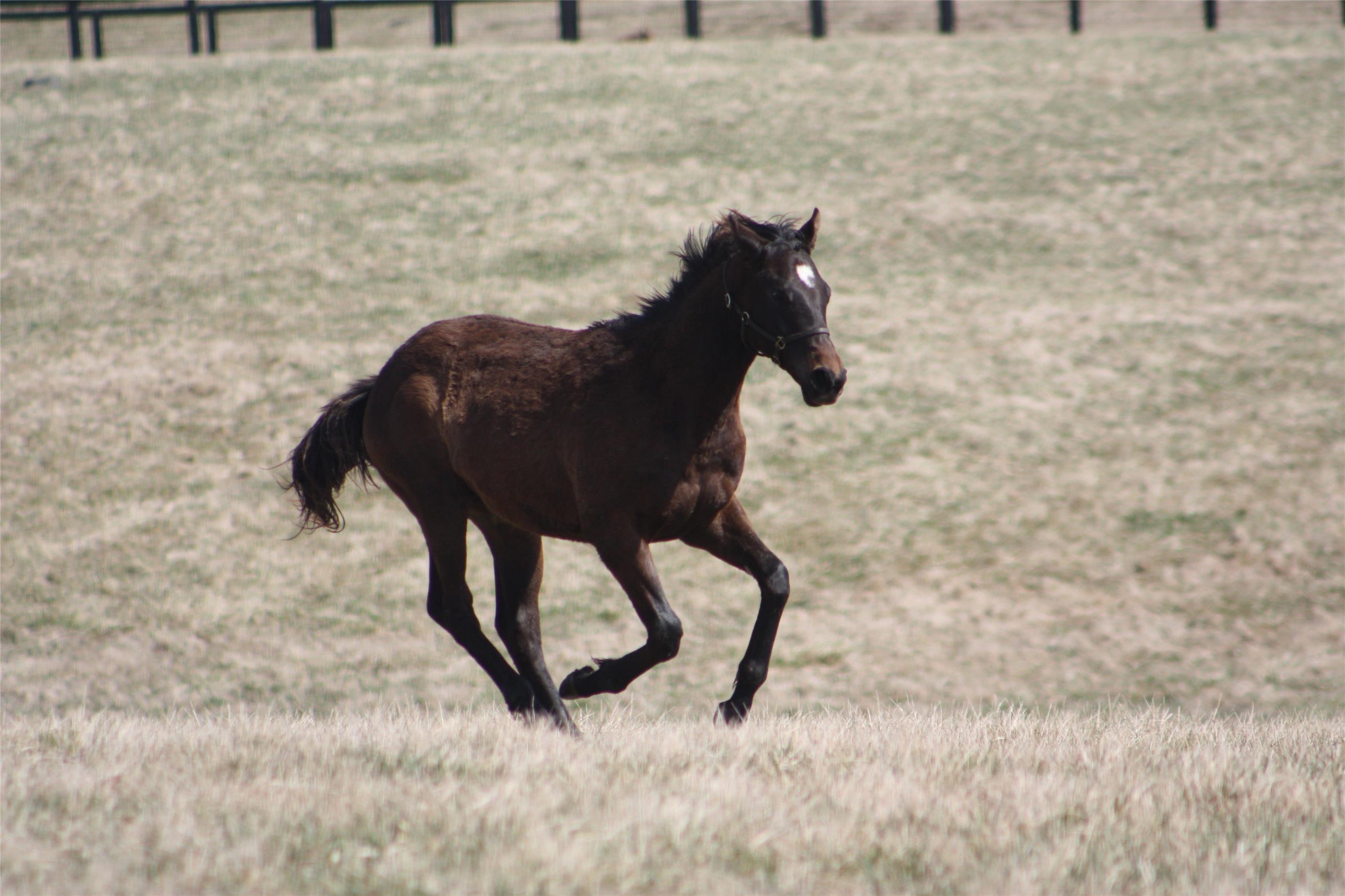 Aztec Legend | Siena Farm of Paris, KentuckySiena Farm of Paris, Kentucky